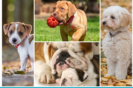 Ever Wonder Which Are The Most Affordable Dog Breeds?